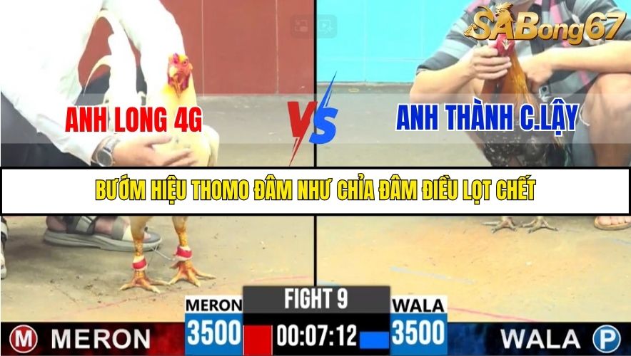Trận 9 Bồ Gà C6 13/10/2025 : Anh Long Thomo Và Anh Thành Cai Lậy